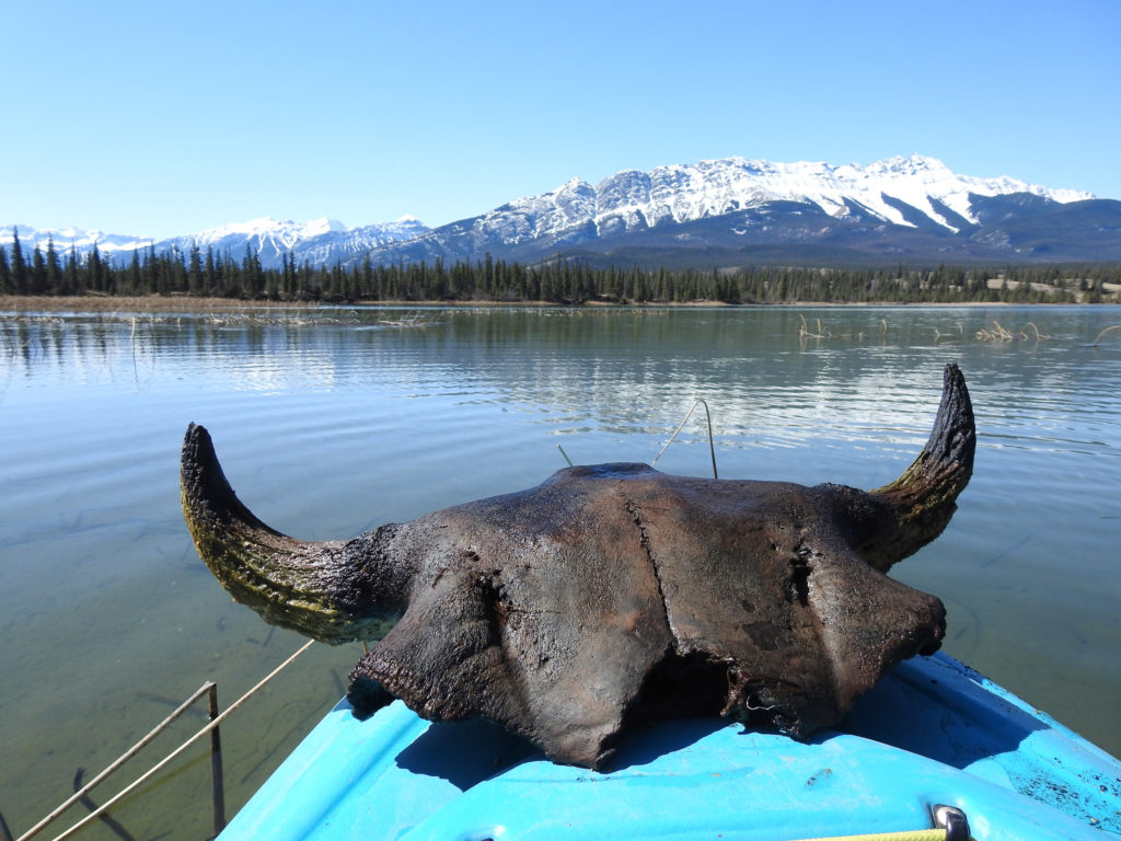 Talbot Lake discovery hints at skeletal history of JNP bison - News
